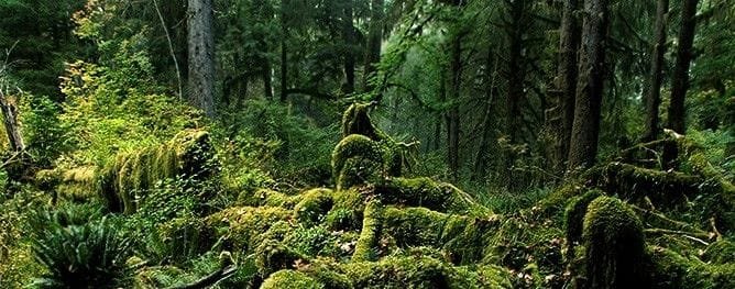 What Can You Do in the Hoh Rainforest | Top Things to Do